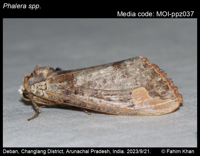 Phalera spp. | Moths